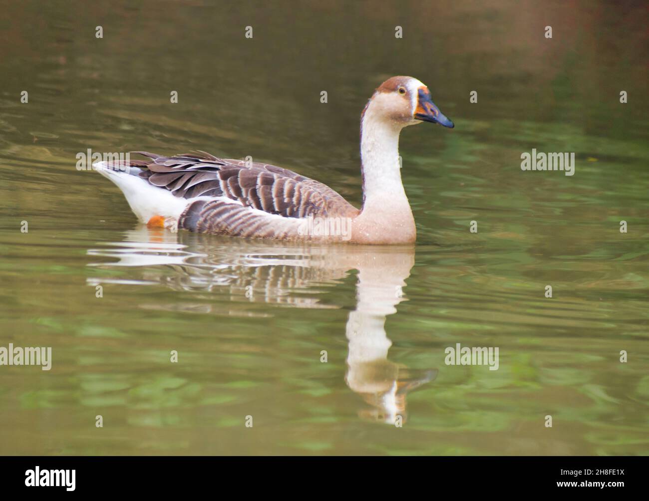 Anser Bird. The waterfowl genus Anser includes the grey geese and the ...