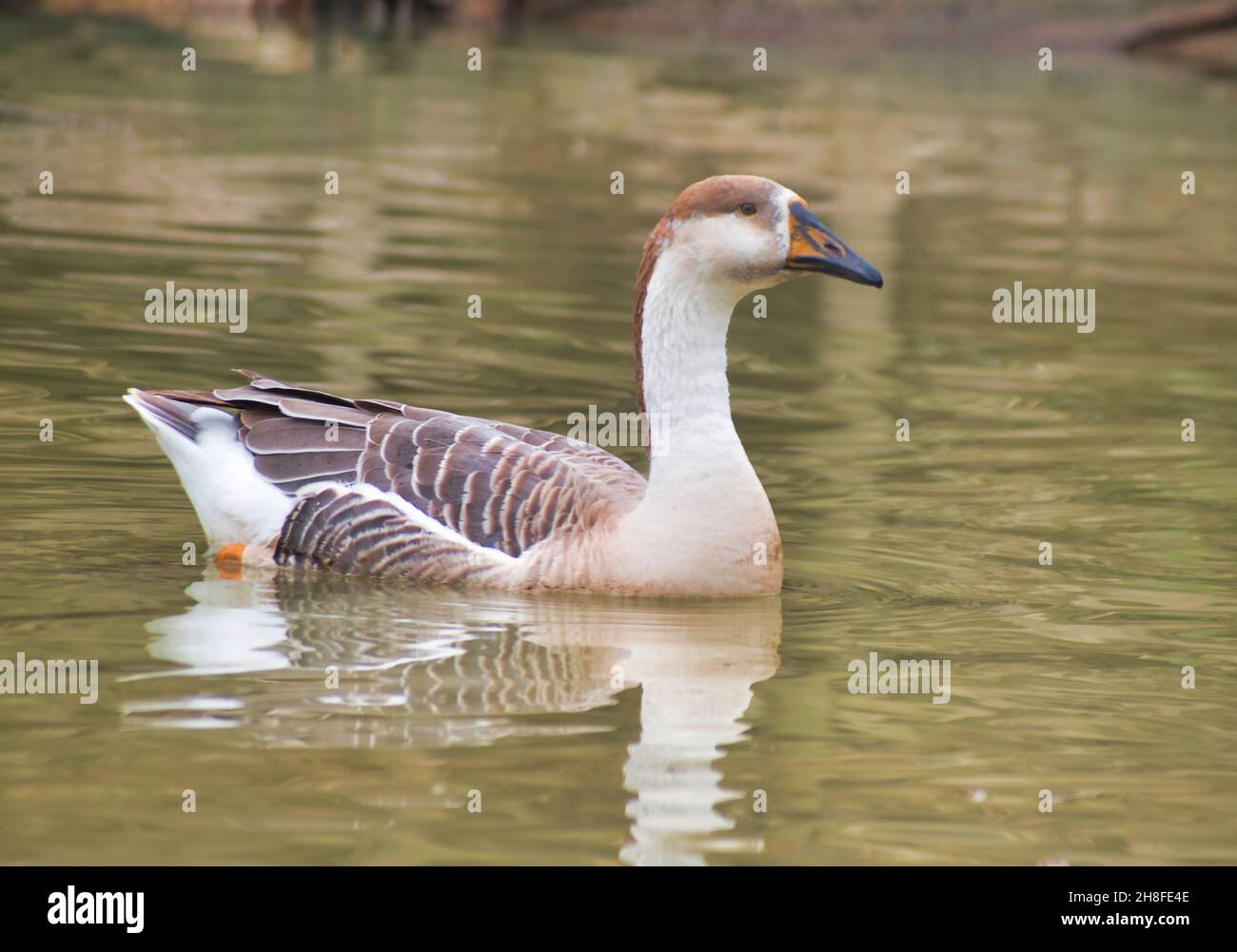 Anser Bird. The waterfowl genus Anser includes the grey geese and the ...