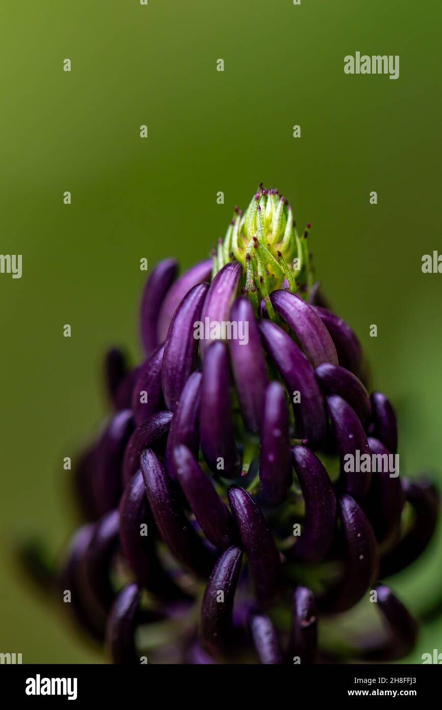 Phyteuma ovatum hi-res stock photography and images - Alamy