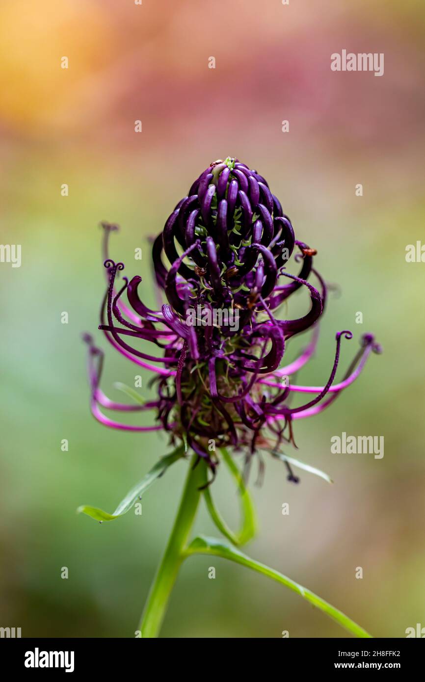 Phyteuma Ovatum High Resolution Stock Photography and Images - Alamy