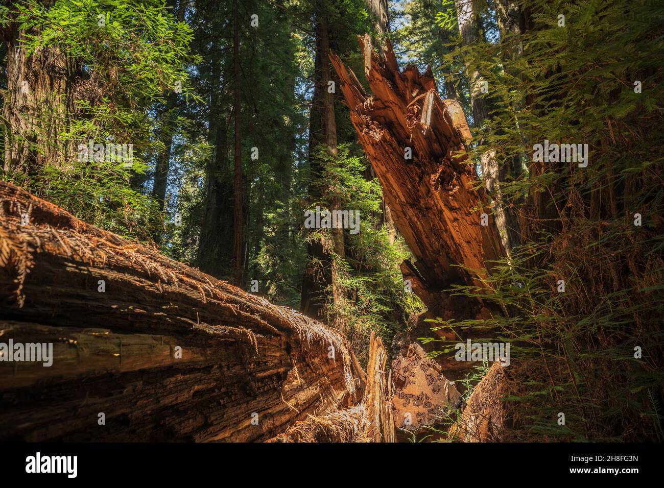 Fallen Ancient Redwood Tree in the Woodland of Northern California ...