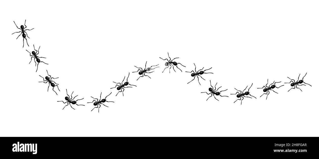 Worker ants trail line flat style design vector illustration isolated on white background Stock ...