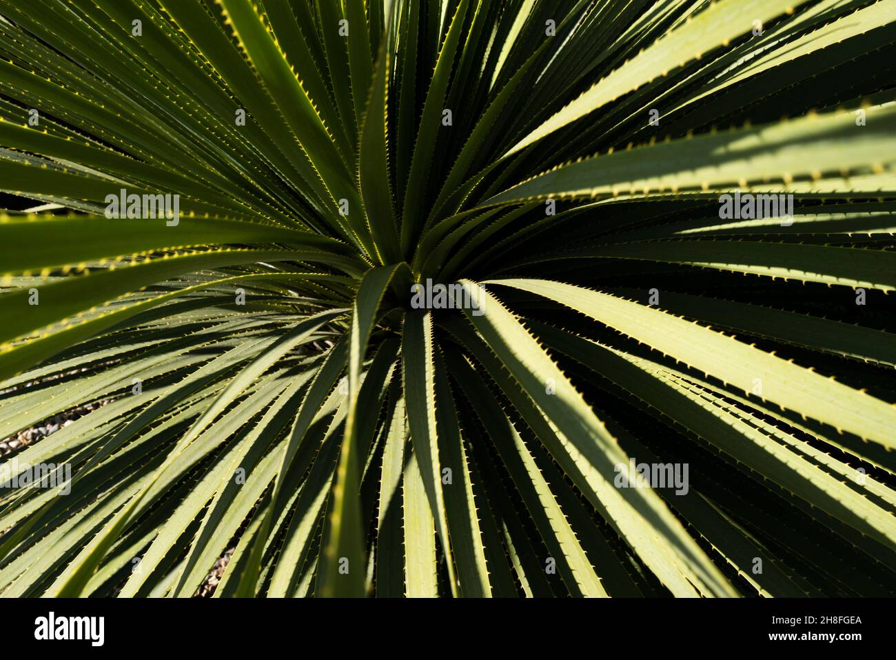Agave cactus. Cactus backdround, cacti design or cactaceae pattern ...
