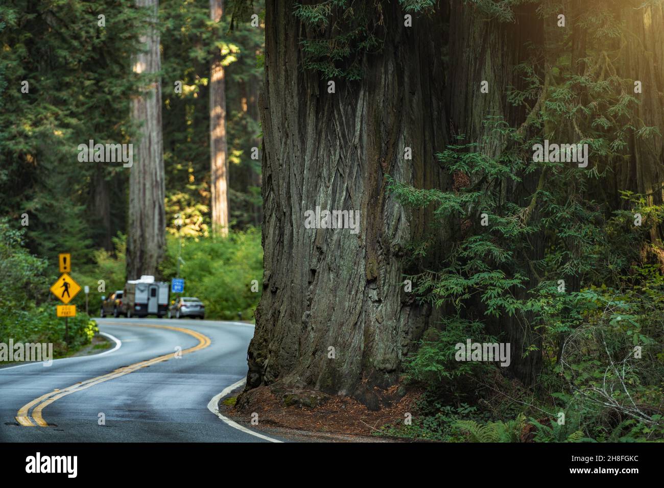 Redwood highway hi-res stock photography and images - Alamy