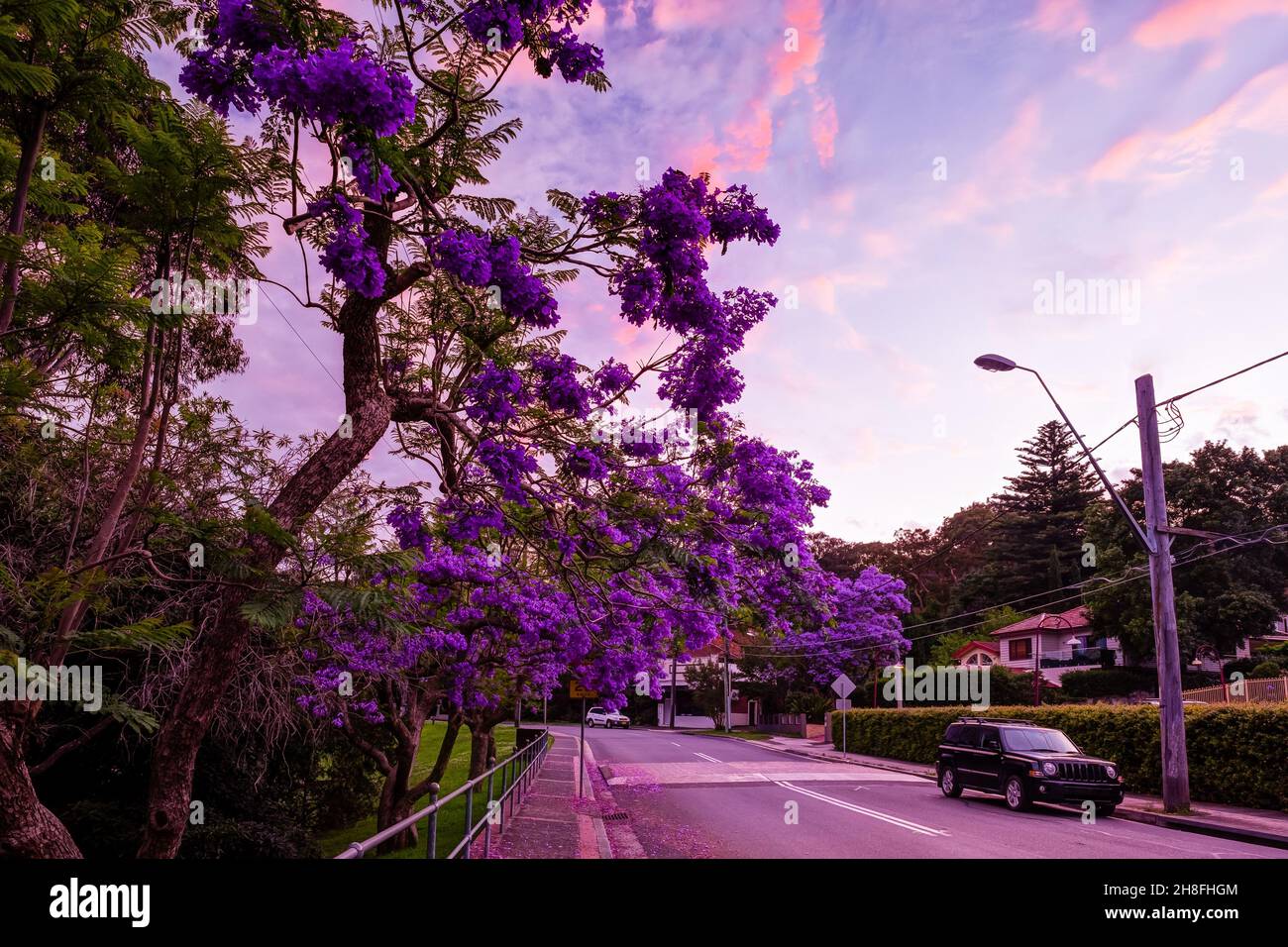 Jacaranda street view hi-res stock photography and images - Alamy