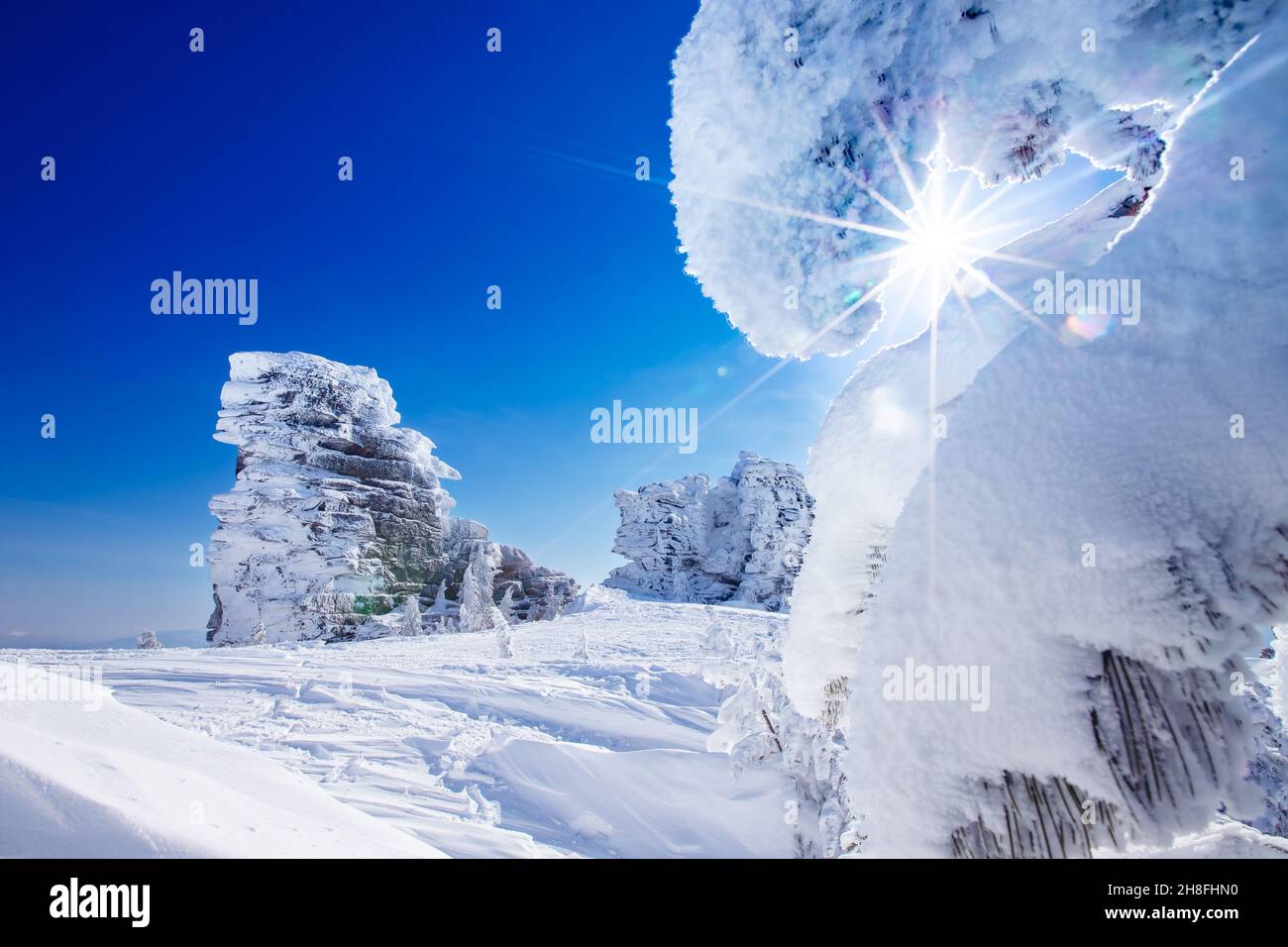 Beautiful winter view in dream, snow covered spruce and frozen sheer ...