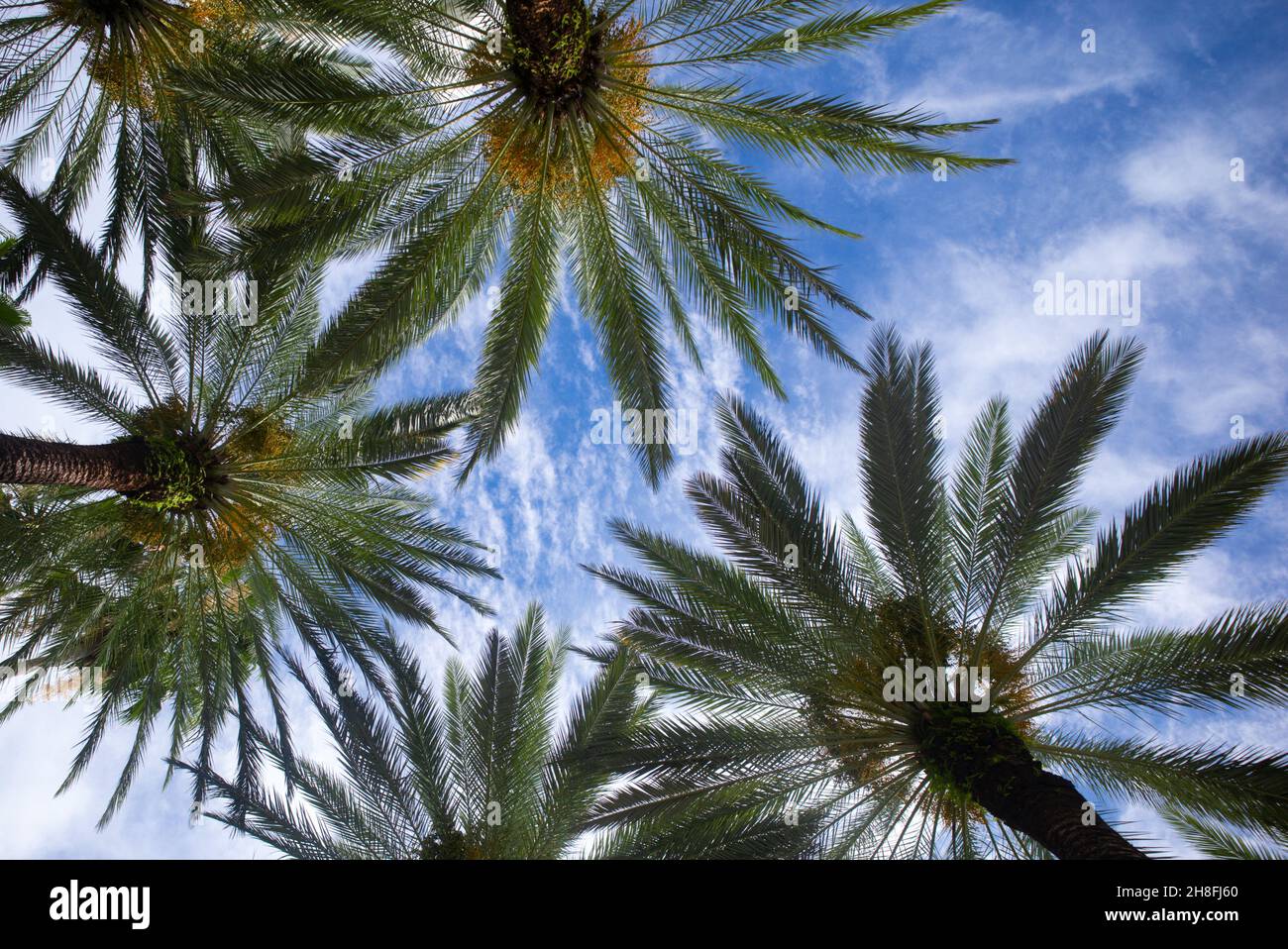 Tropical backdrop on sun light sky. Tropical palm coconut trees on sky ...