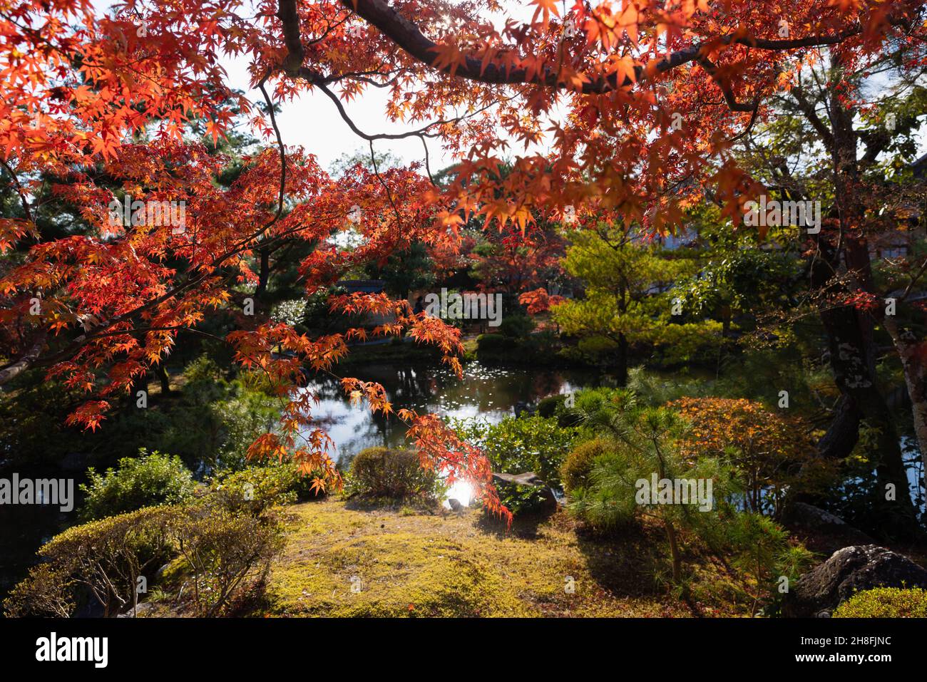 Kyoto, Japan. 26th Nov, 2021. Momiji tree (Japanese Maple) seen on a ...