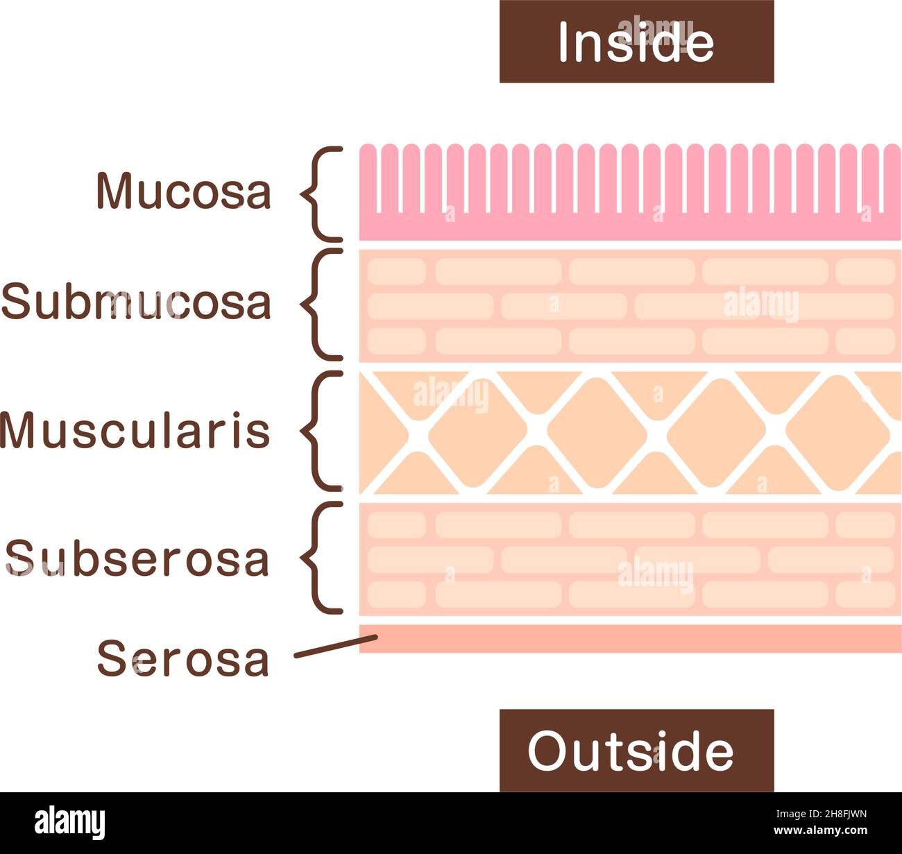 Stomach lining cross section cross hi-res stock photography and images ...