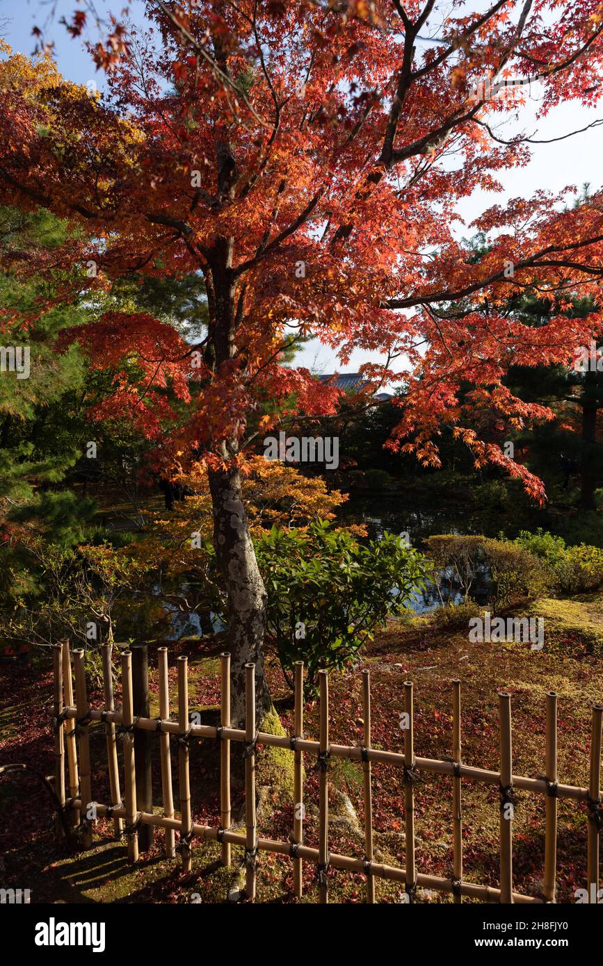 Momiji tree (Japanese Maple) seen on a small island in the Shinji'ike ...