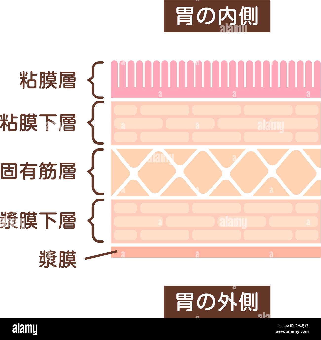 Sectional view illustration of gastric wall (stomach lining Stock ...