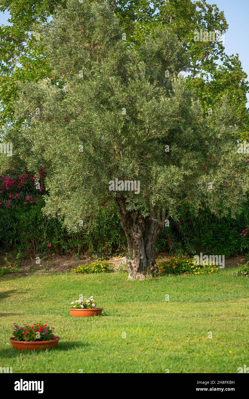 Old olive tree in a garden in the Calabria country, south of Italy ...