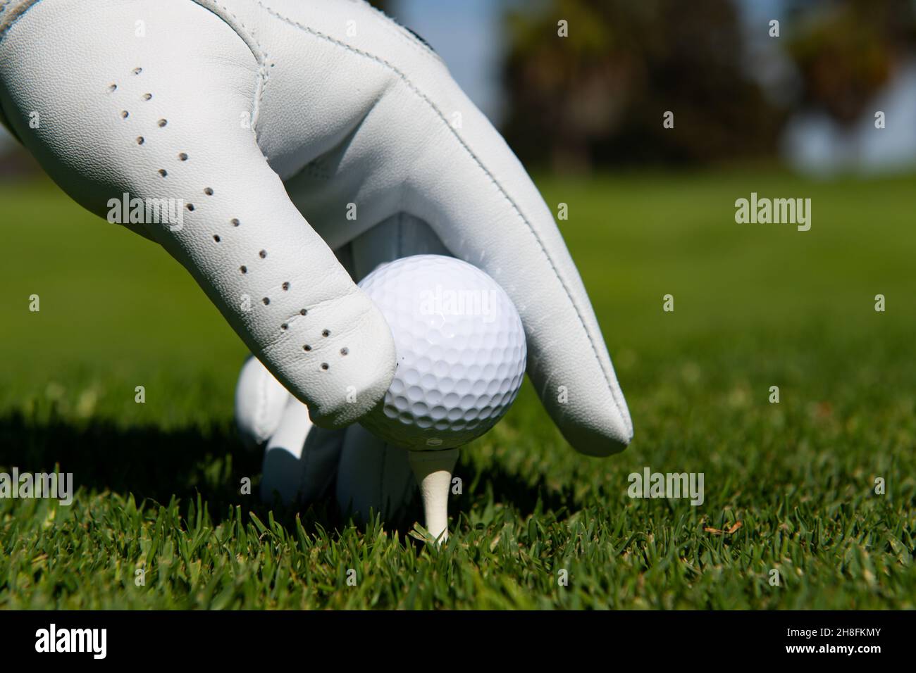 Hand putting golf ball on tee in golf course. Golf ball in grass. Golf ...
