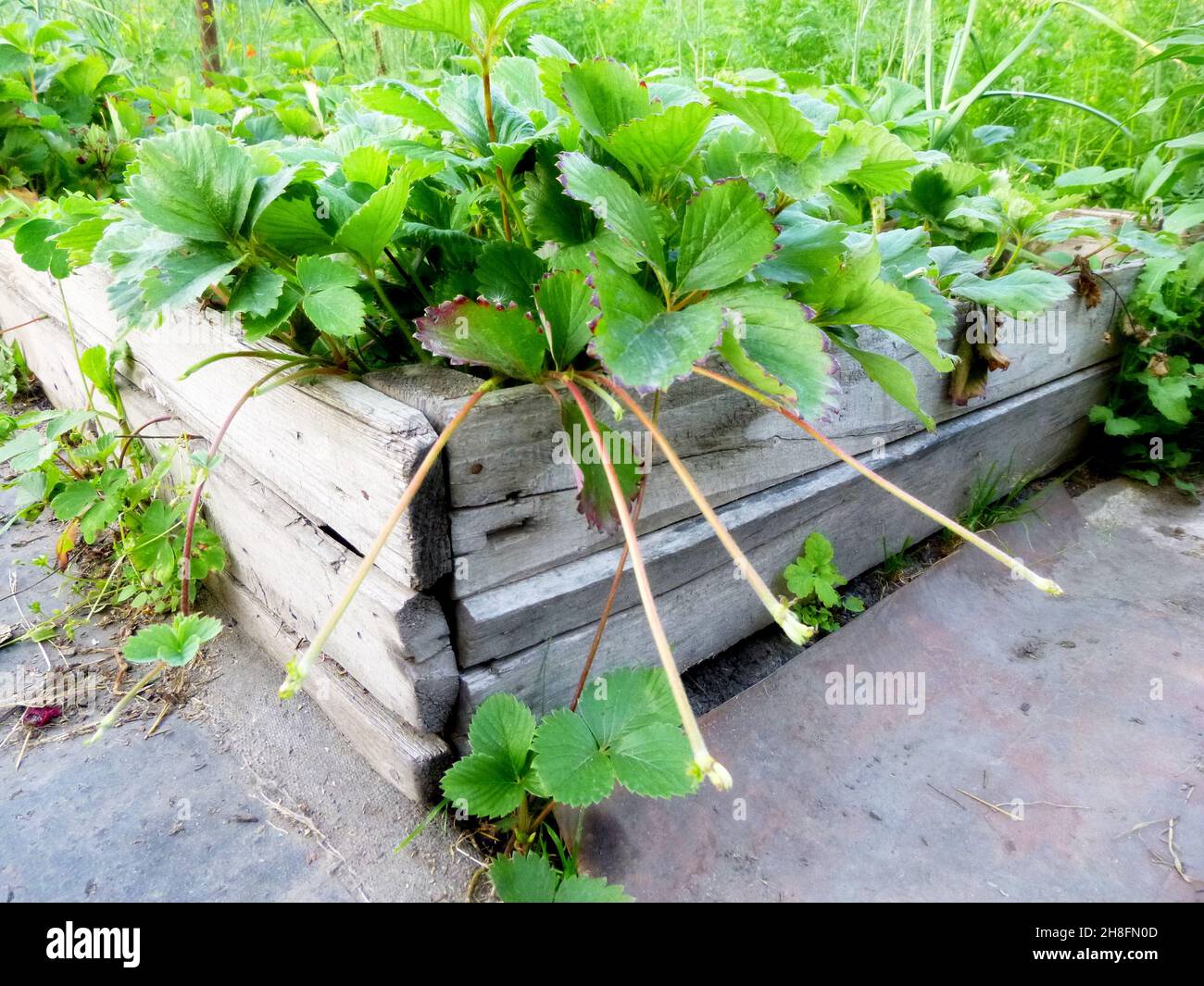 Bush Strawberry Plant With Runners For Propagation In Garden Outdoor ...