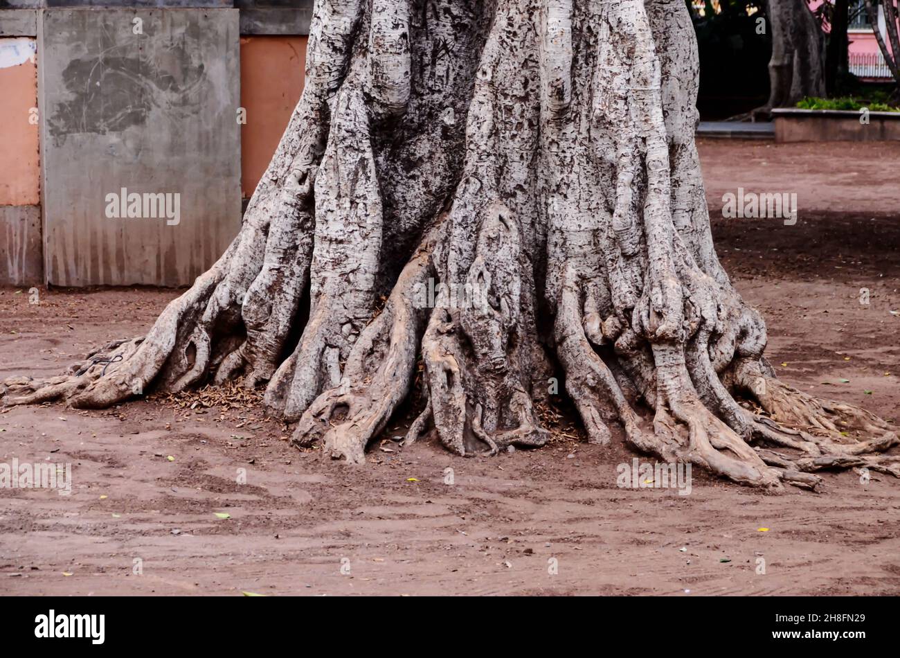 Closeup shot of the root of a tree in the ground Stock Photo - Alamy