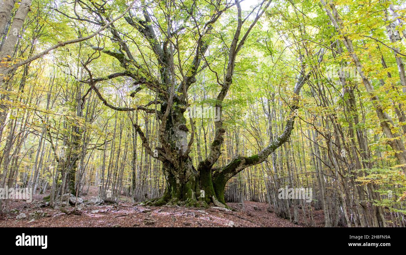 The Pontone Beech is a gigantic tree with an estimated age of 750 years ...