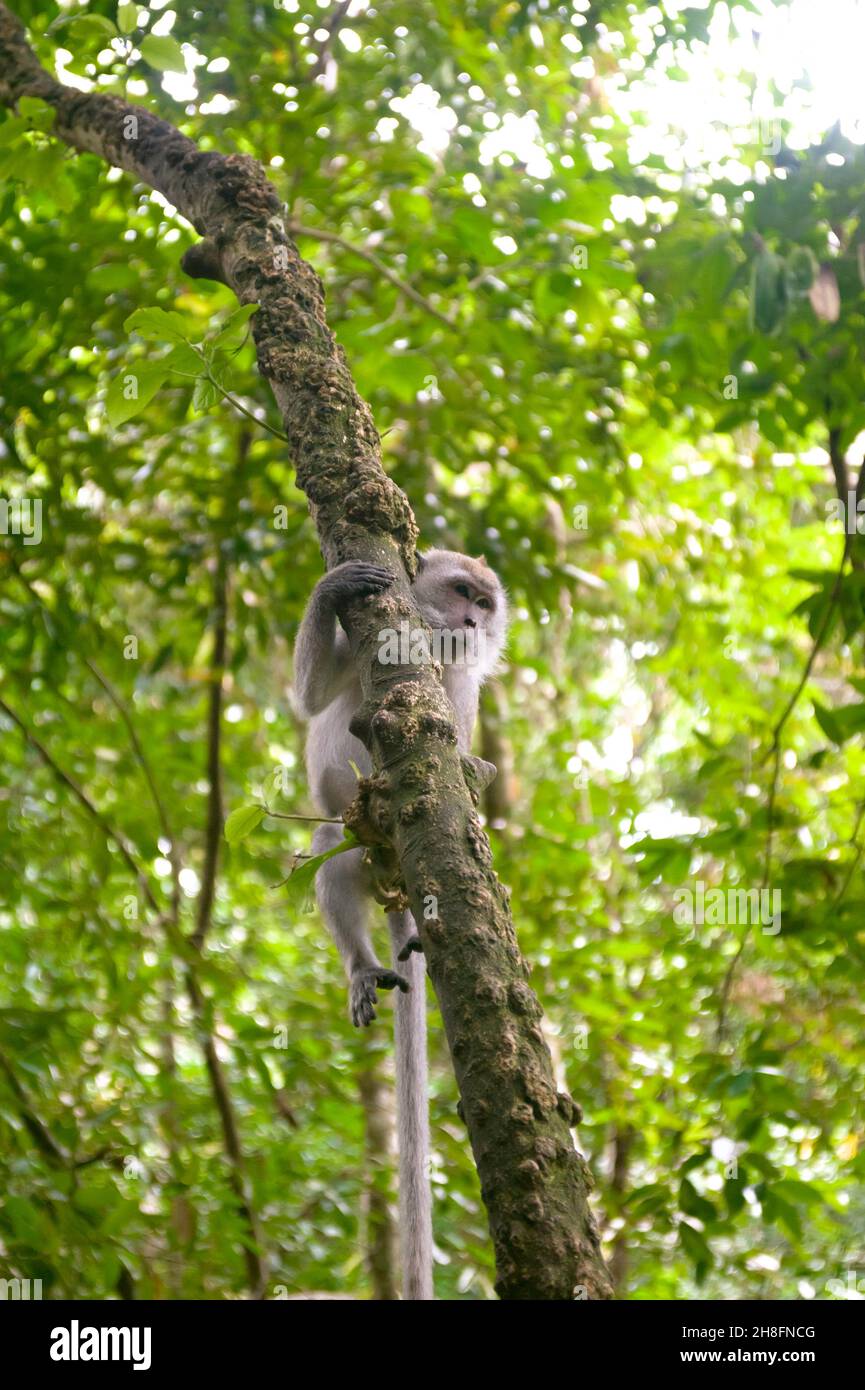 Wild macaque monkeys on the MacRitchie Nature Trail in Singapore Stock ...