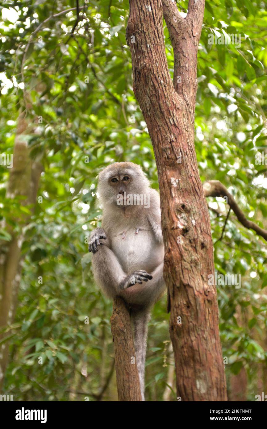 Wild macaque monkeys on the MacRitchie Nature Trail in Singapore Stock ...