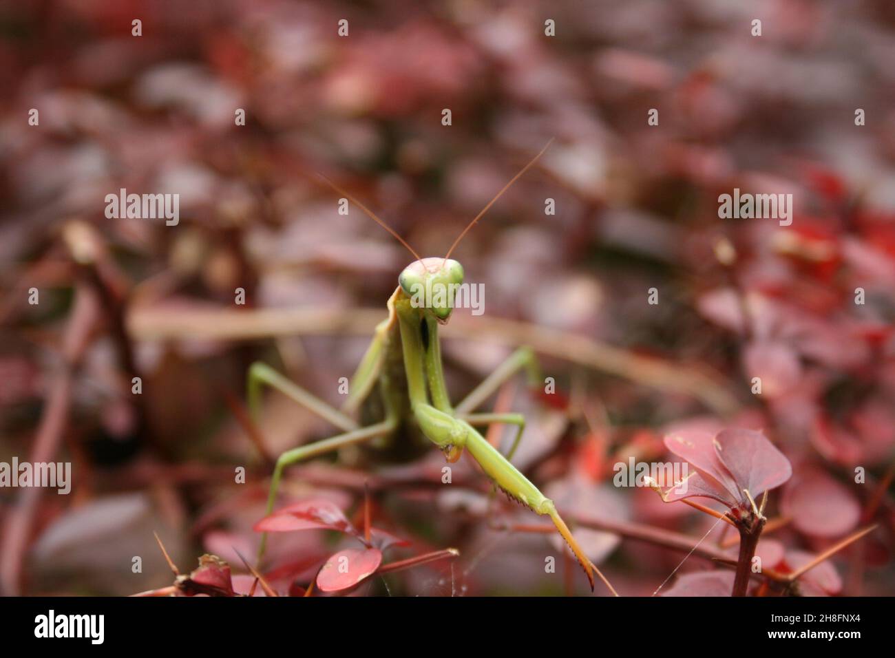Praying mantis looking in the camera in the natural habitat Stock Photo ...