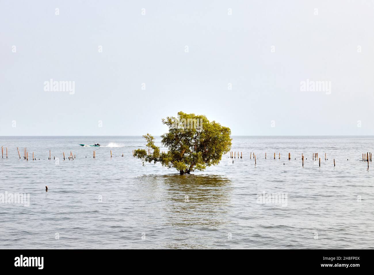 Mangrove water sea nature hi-res stock photography and images - Alamy