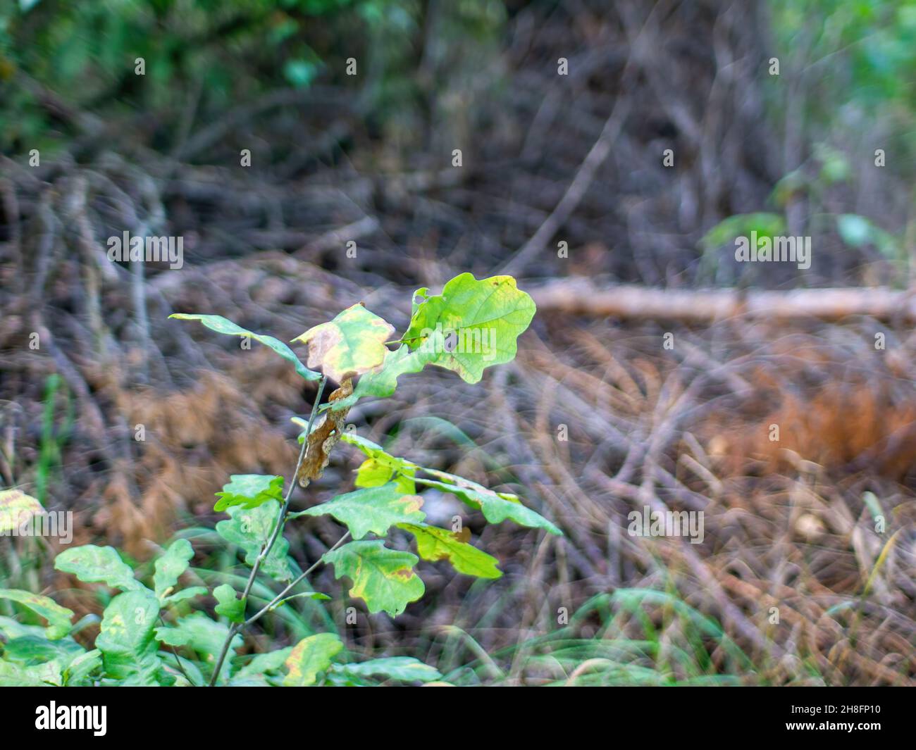 Small oak tree hi-res stock photography and images - Alamy
