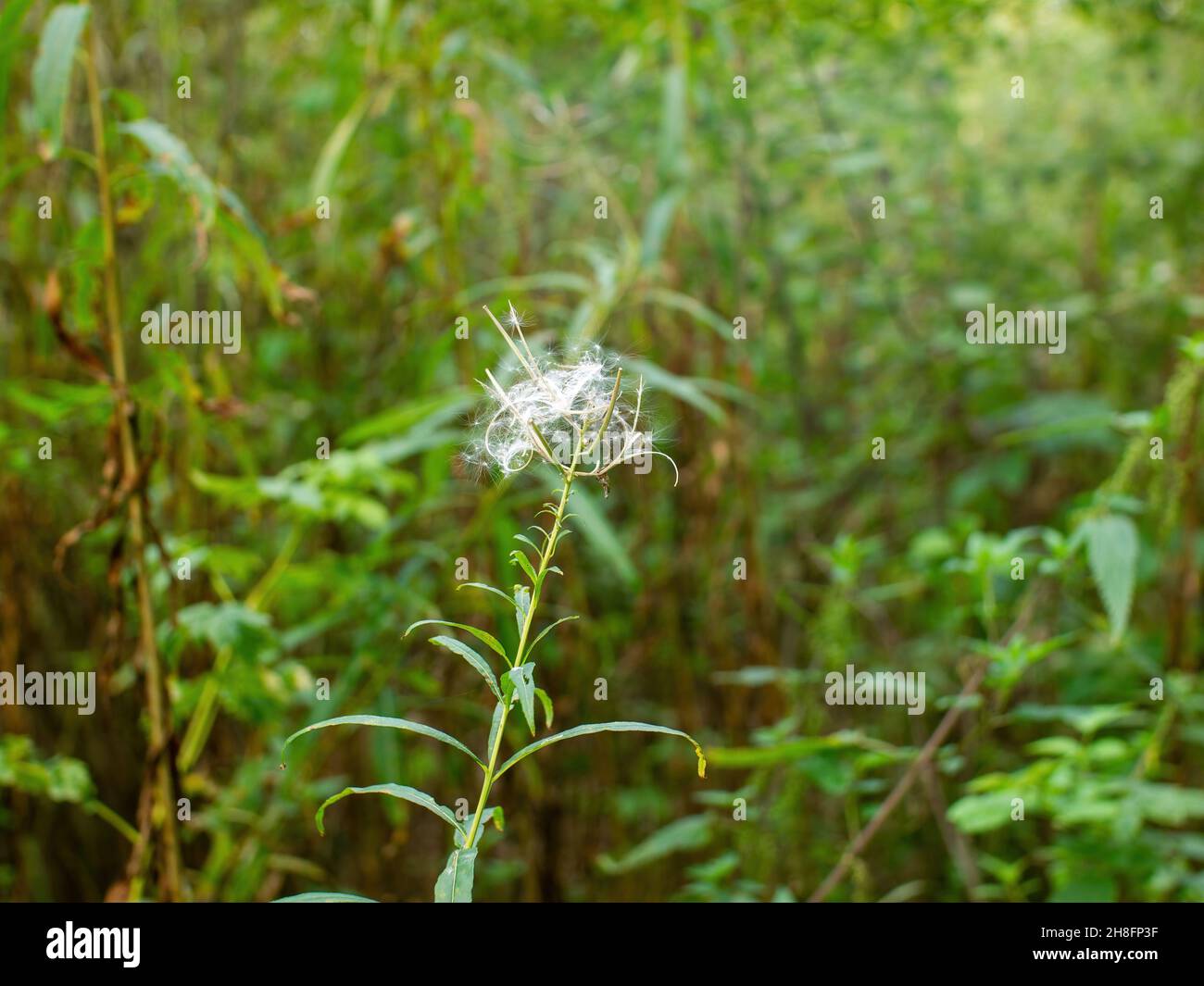 White fluffy seeds hi-res stock photography and images - Alamy