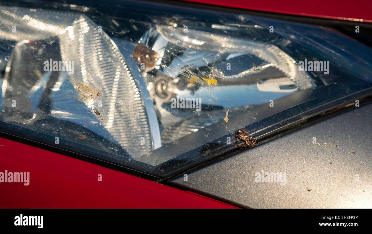 Bee On The Bumper Of The Car Headlight Of Car With Dust And Insects