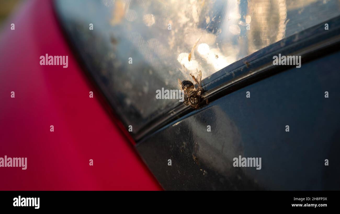 Bee on the bumper of the car. Headlight of car with dust and insects ...