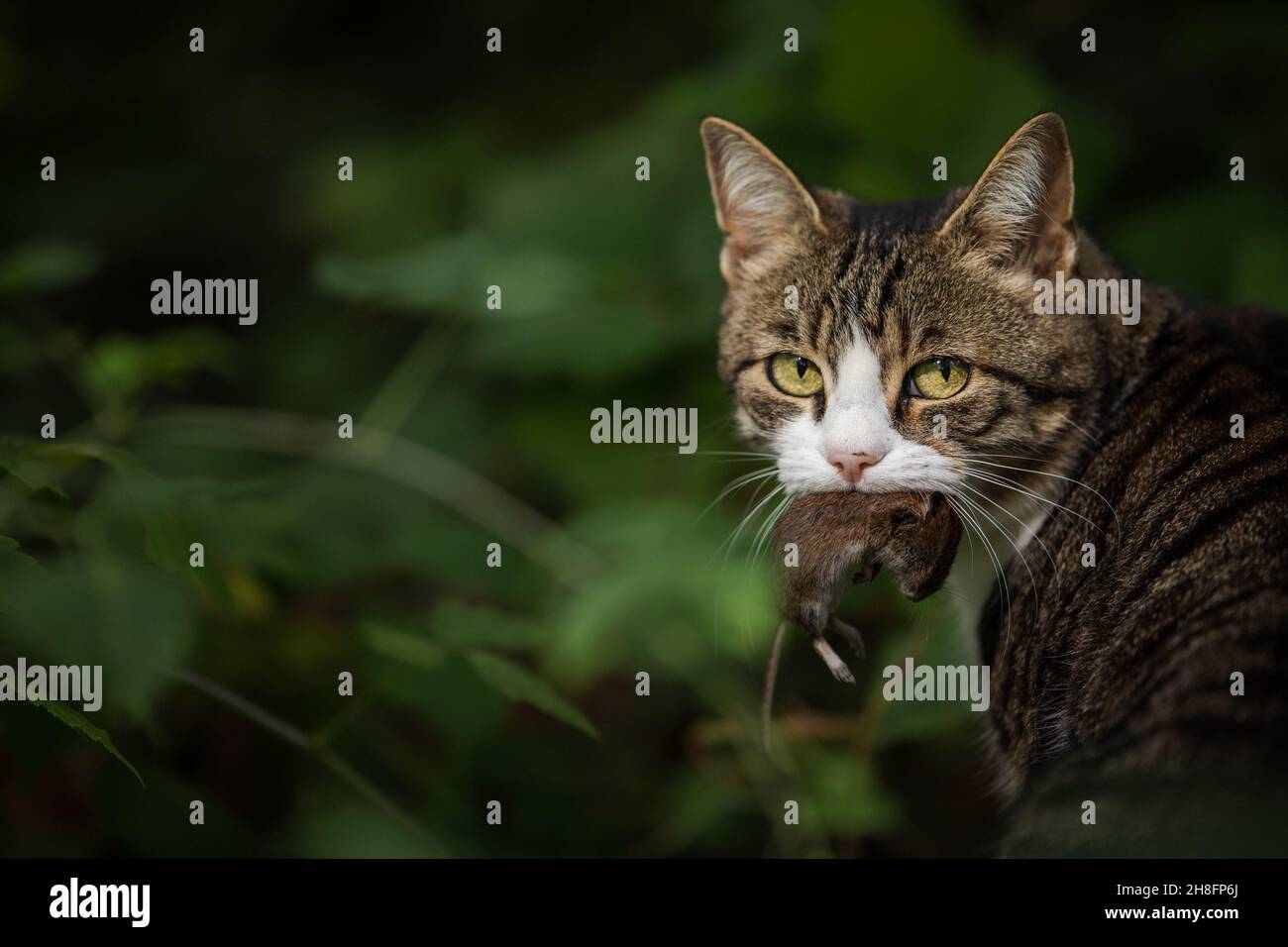 Cat hunter with a caught mouse in her mouth Stock Photo - Alamy