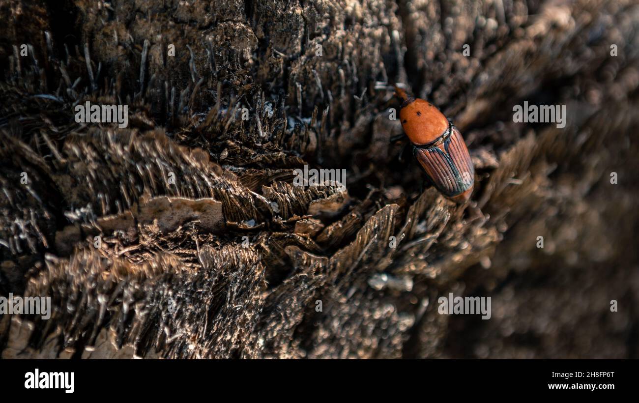 A palm weevil in the trunks of palm trees. A rusty red colour beetle is ...