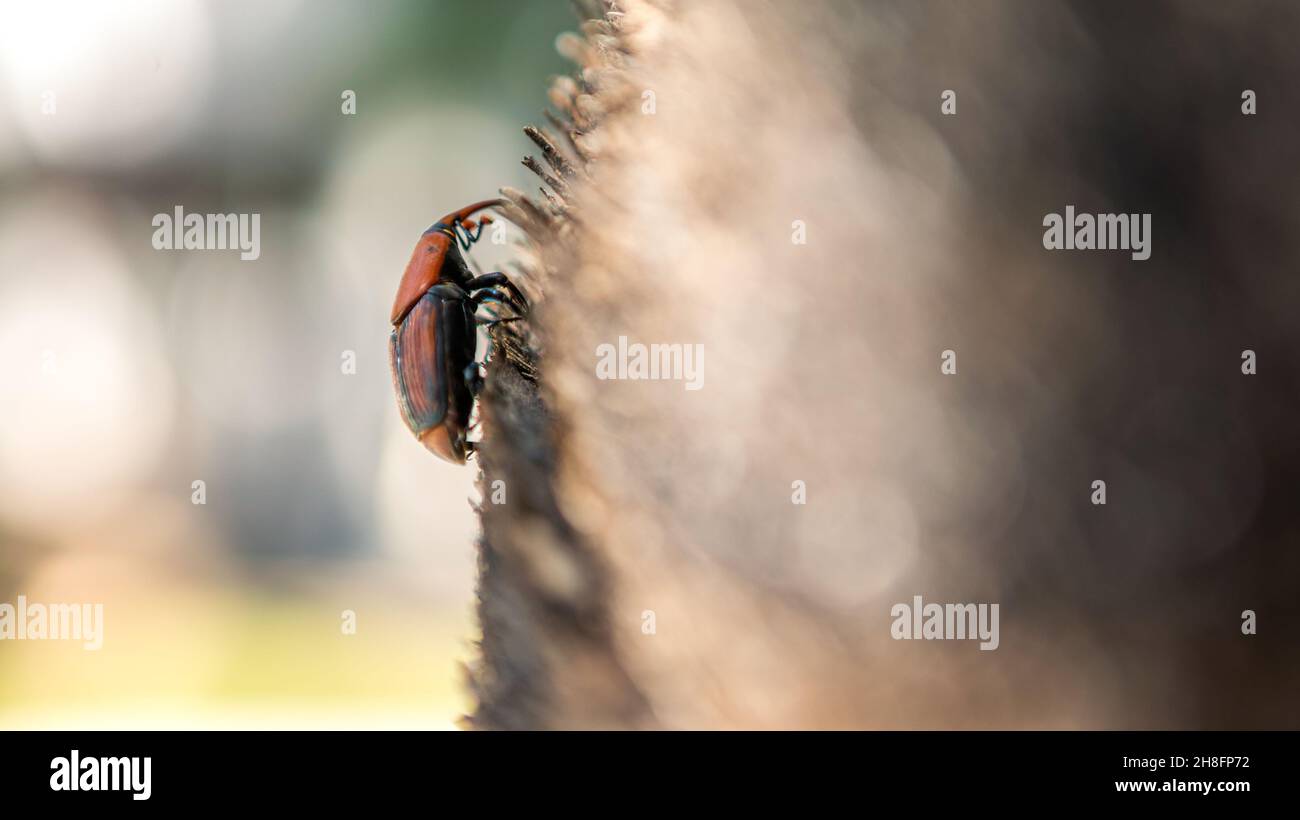 Insects in the palm trees hi-res stock photography and images - Alamy