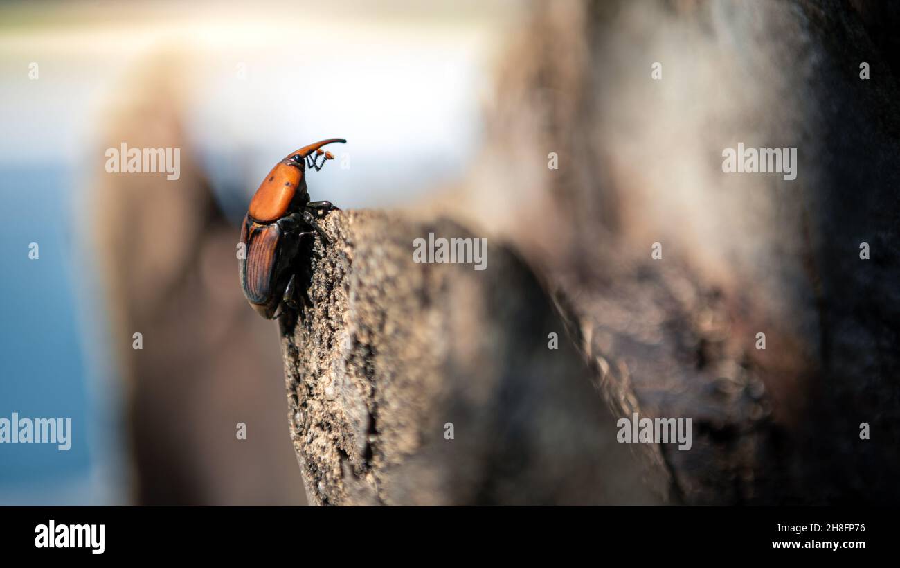 A palm weevil in the trunks of palm trees. The red beetles is ...