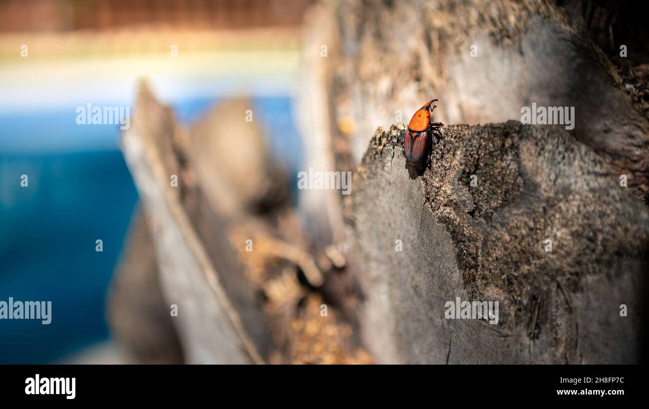 A palm weevil in the trunks of palm trees. The red beetles is ...