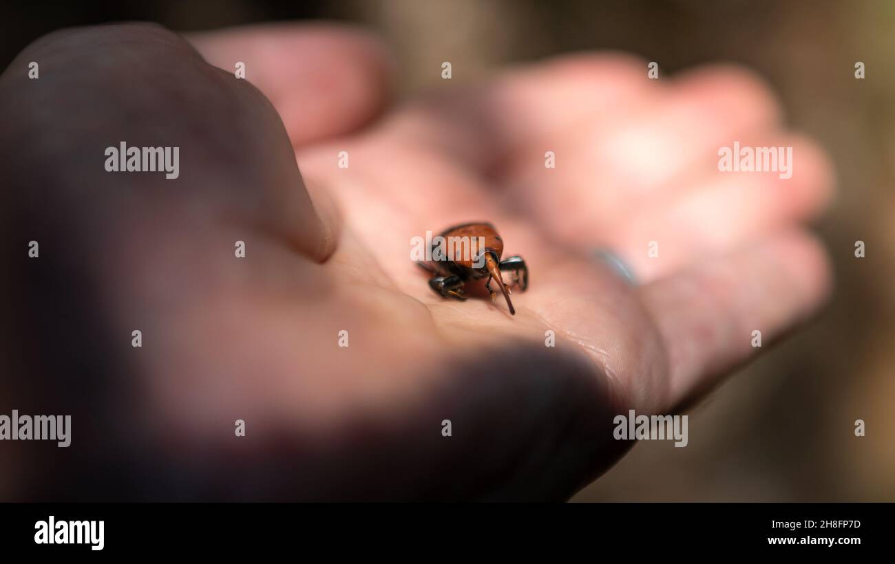 Man hand holding a palm weevil. The red beetles is considered a major ...