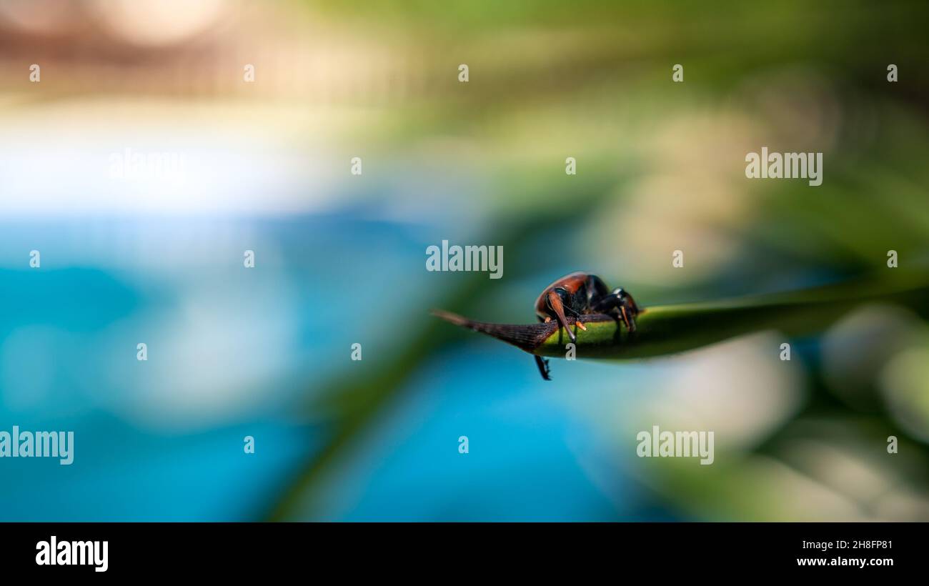 A palm weevil in the trunks of palm trees. A rusty red colour beetle is ...