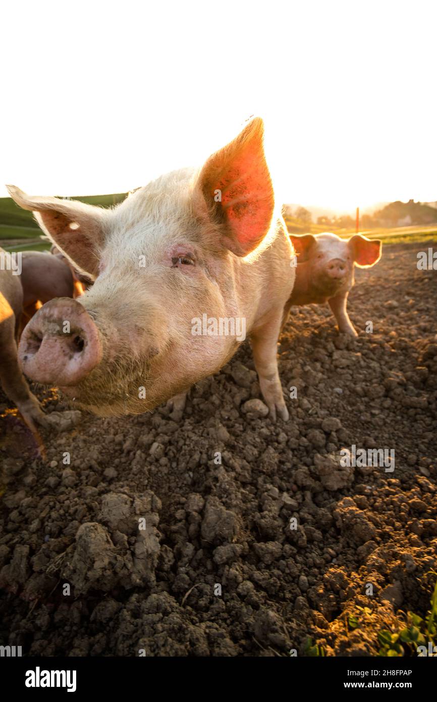 Pigs eating on a meadow in an organic meat farm - wide angle lens shot ...