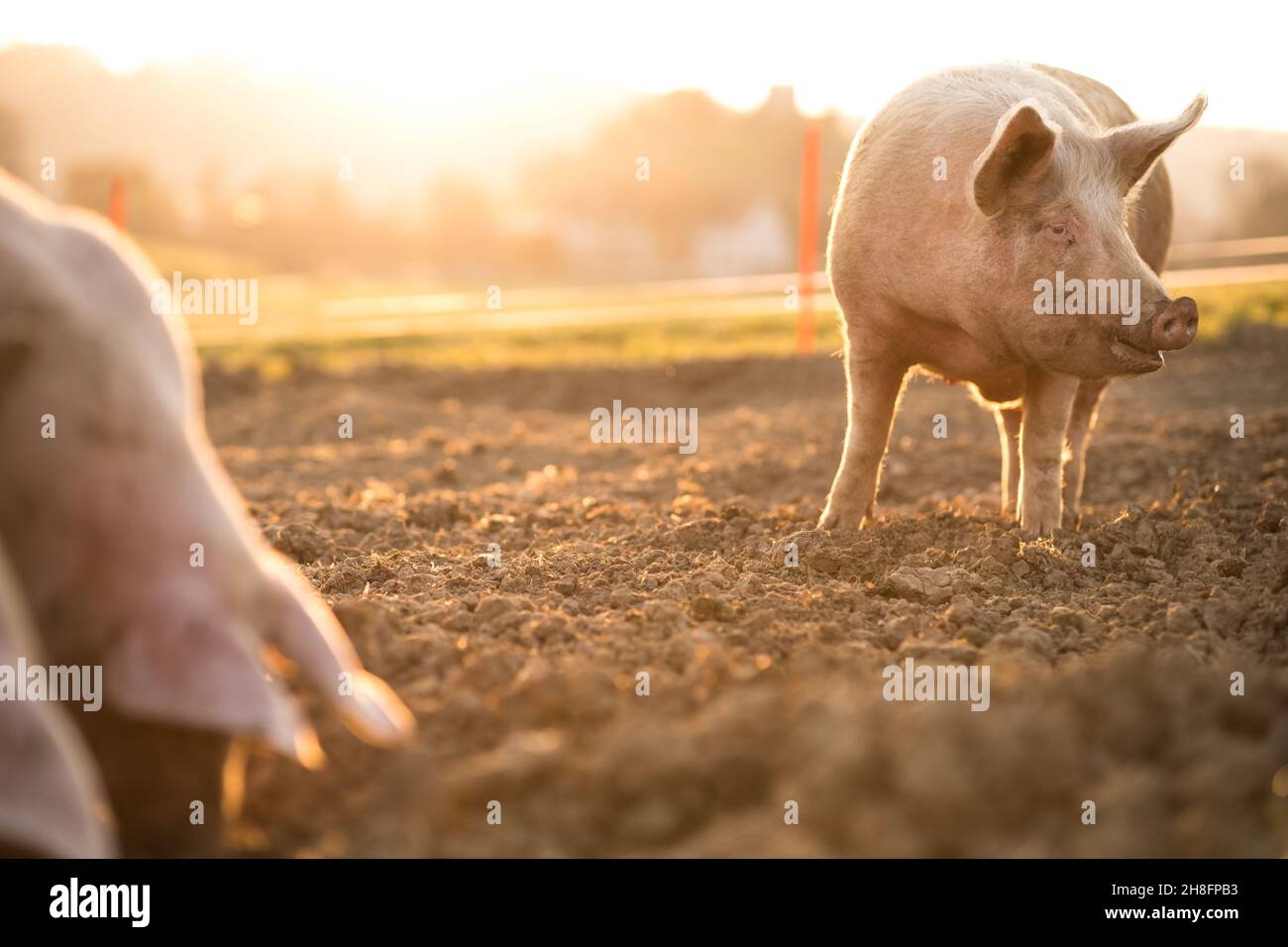 Pigs eating on a meadow in an organic meat farm - wide angle lens shot ...
