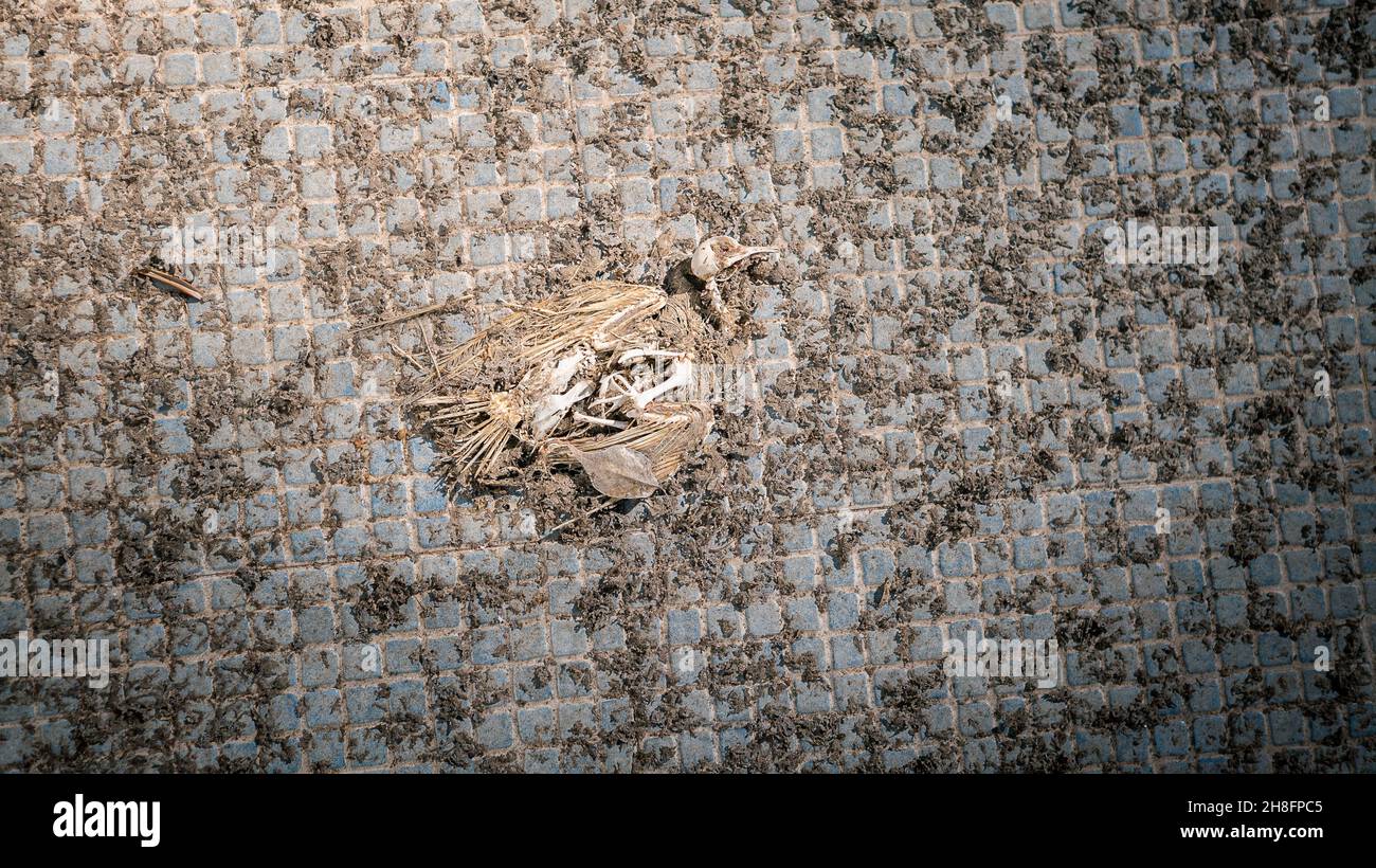 Dry carcass of dead common pigeon on a stone floor. Closeup dove ...