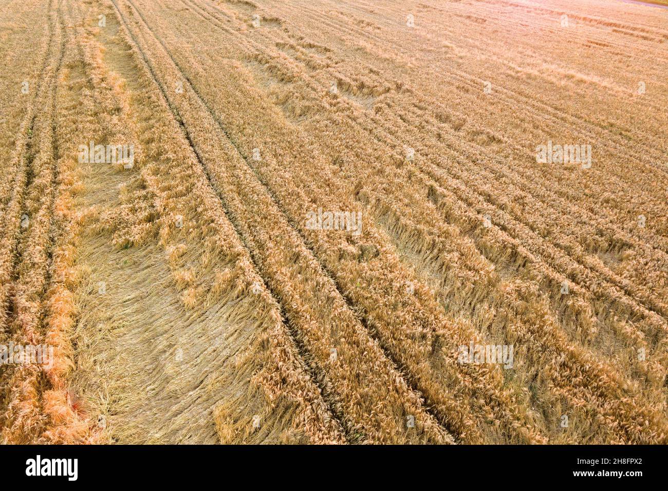 Food crop destroyed by the wind hi-res stock photography and images - Alamy