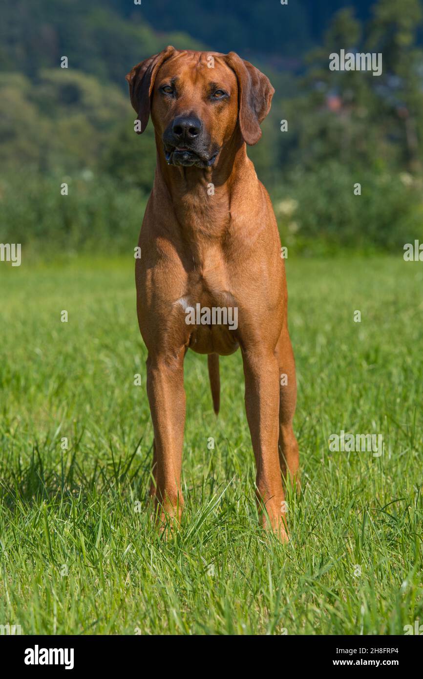 Rhodesian ridgeback in summer hi-res stock photography and images - Alamy