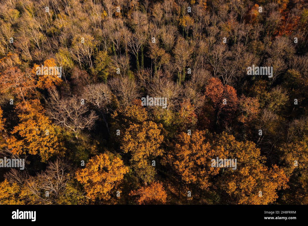 Aerial top view deciduous forest hi-res stock photography and images ...