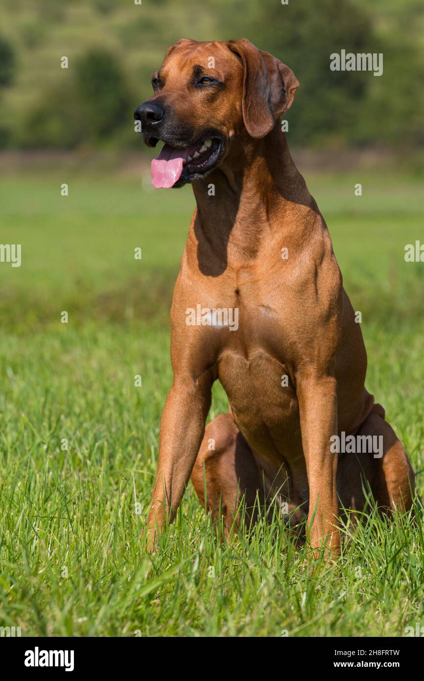 Rhodesian ridgeback in summer hi-res stock photography and images - Alamy