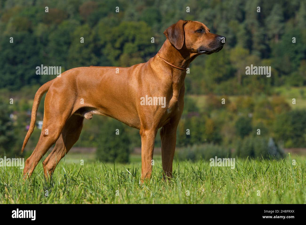Adult rhodesian ridgeback standing in a summer meadow Stock Photo - Alamy