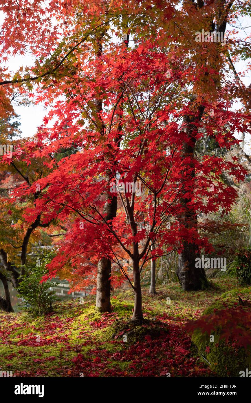 Kyoto, Japan. 27th Nov, 2021. Autumn-colored Momiji leaves (Japanese ...