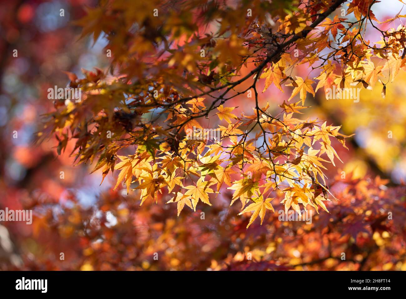 Kyoto, Japan. 27th Nov, 2021. Autumn colored Momiji leaves (Japanese ...