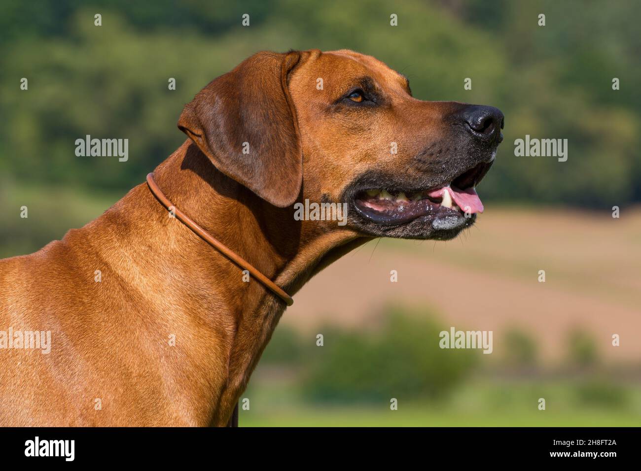 Adult rhodesian ridgeback standing in a summer meadow Stock Photo - Alamy