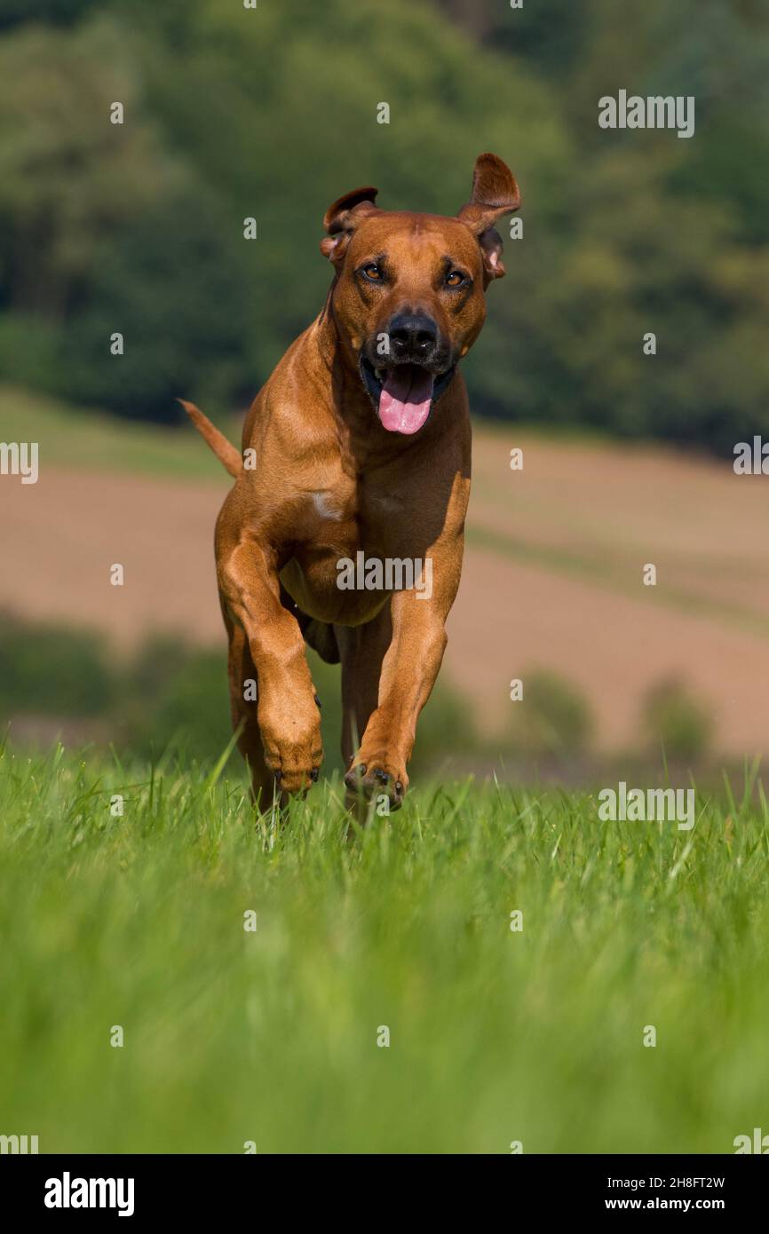 Running rhodesian ridgeback hi-res stock photography and images - Alamy