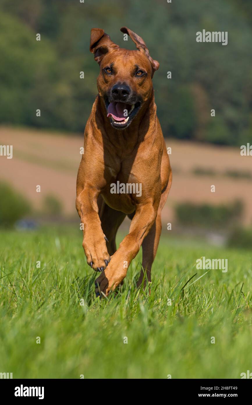 Running rhodesian ridgeback hi-res stock photography and images - Alamy