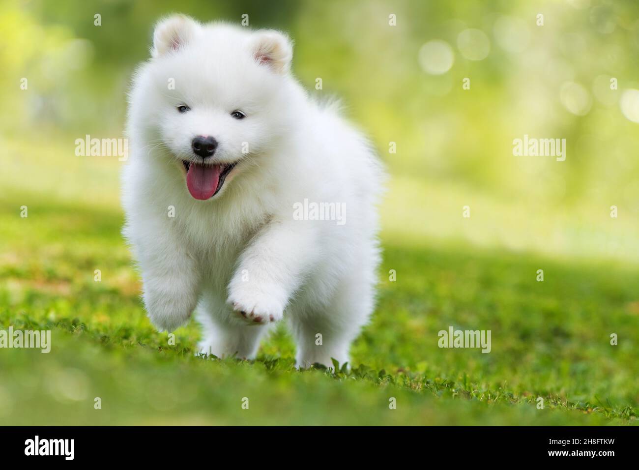 Samoyed dog running in park hi-res stock photography and images - Alamy