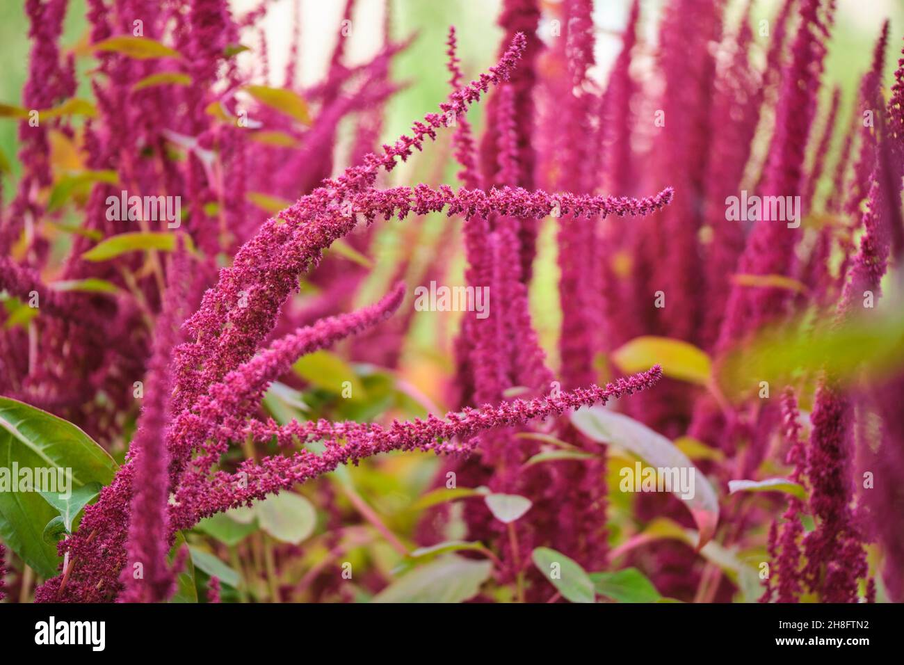 Indian red amaranth plant growing in summer garden. Leaf vegetable ...